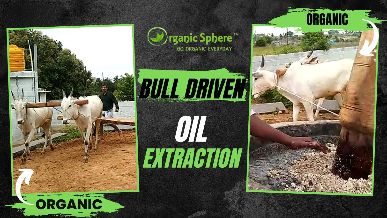 Shankar the Bull: The Patient Oil Maker - Organic Sphere